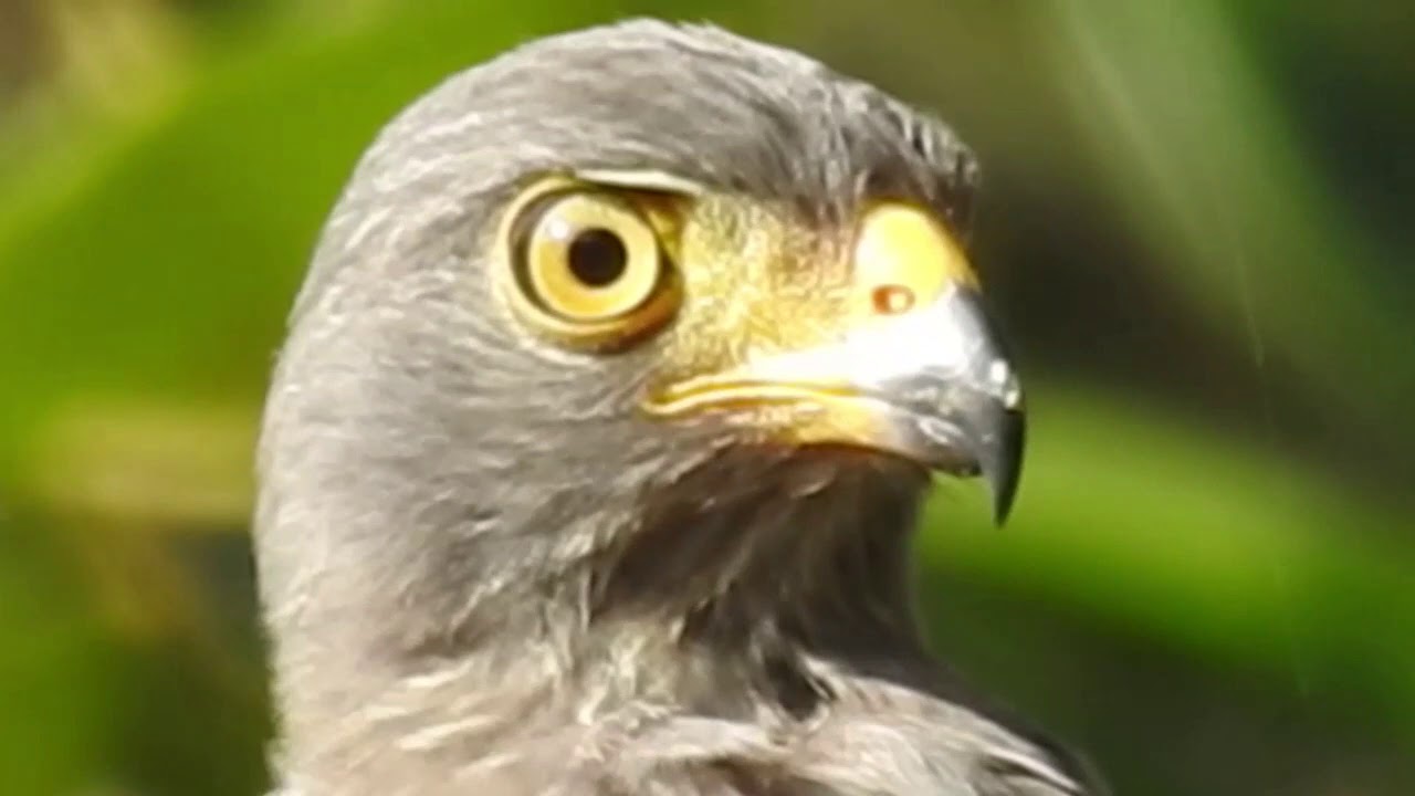 😱El cazador de pollitos😱 El famoso Gavilán pollero/Rupornis ...