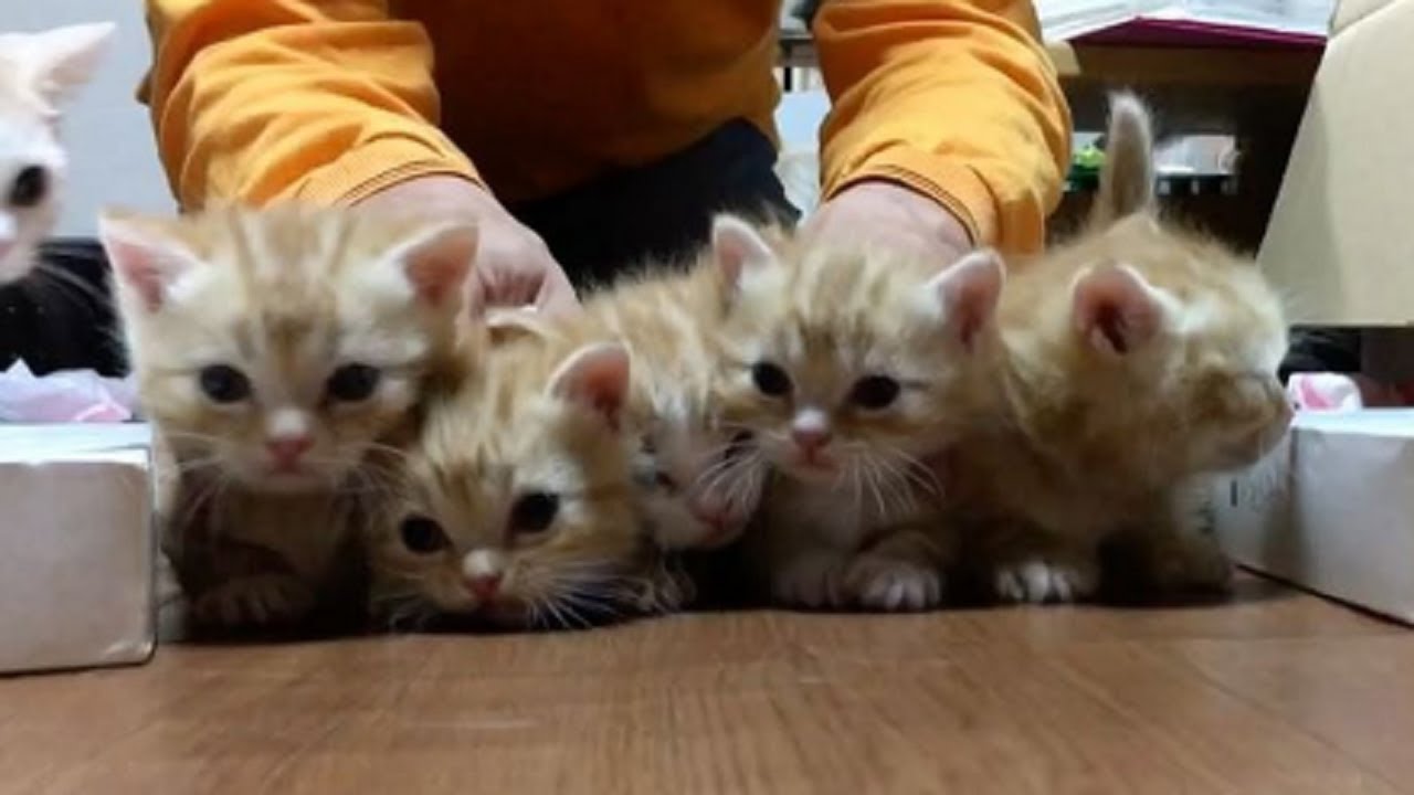 Totally Impossible to Handle a Group of Kittens | Adorable And Cute ...