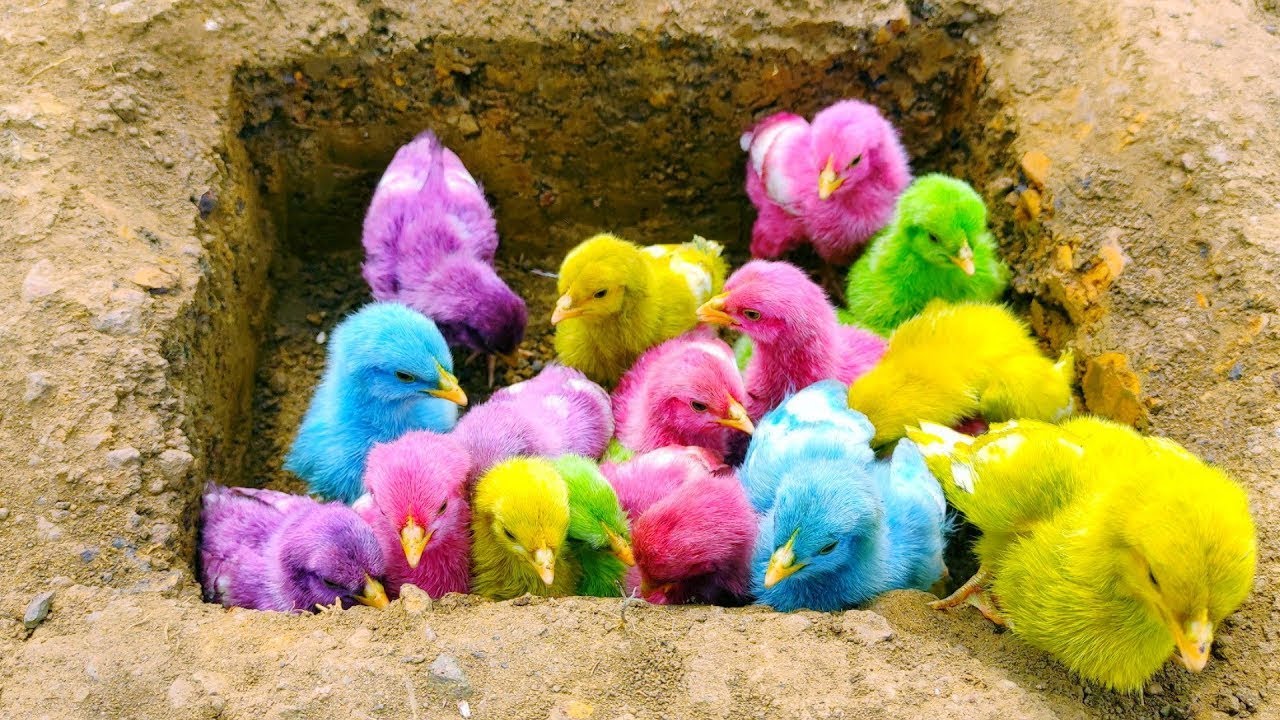 colored chicks for sale,colorful chicks growth,colorful chicks growth ...
