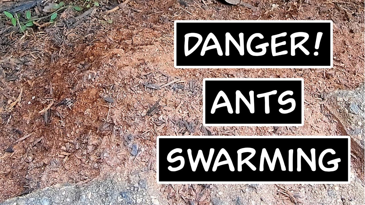 Disturbing An Anthill - Guard Ants Swarm To The Rescue - YouTube