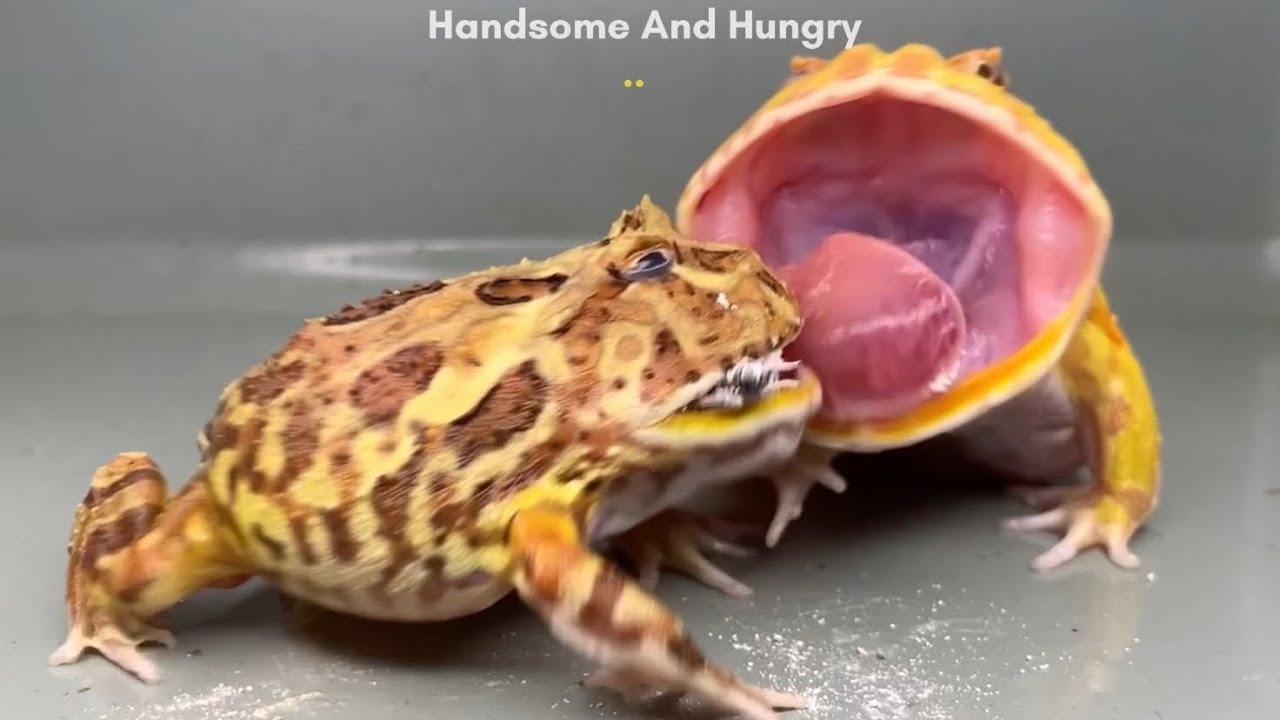 Pacman Frog Steal Bug From The Red Glue Tongue 🐸 (Frog And Toad) カエルと ...