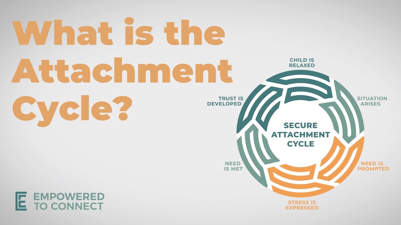 The Attachment Cycle - YouTube