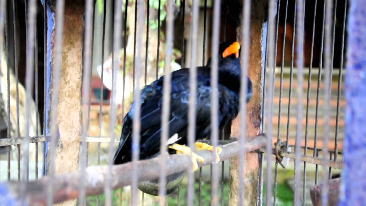Balinese bird, Ubud, Bali, Indonesia - YouTube