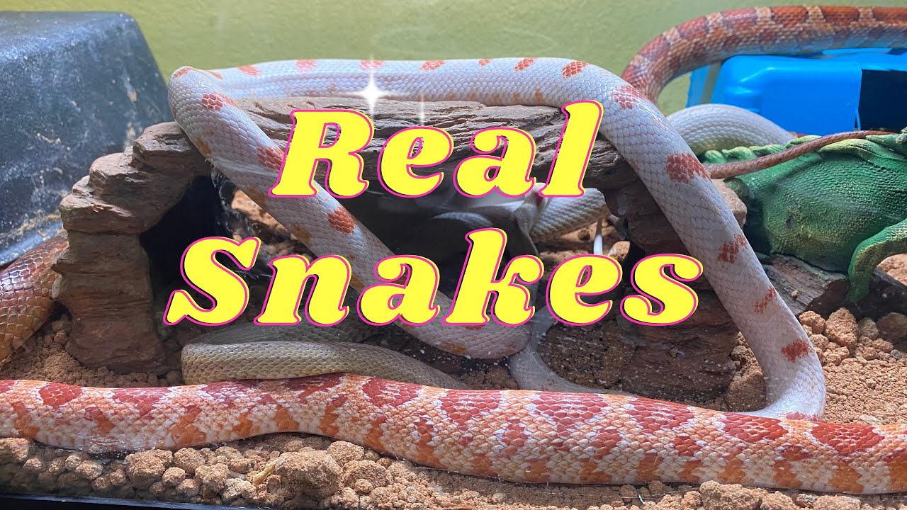 REAL SNAKES - YouTube