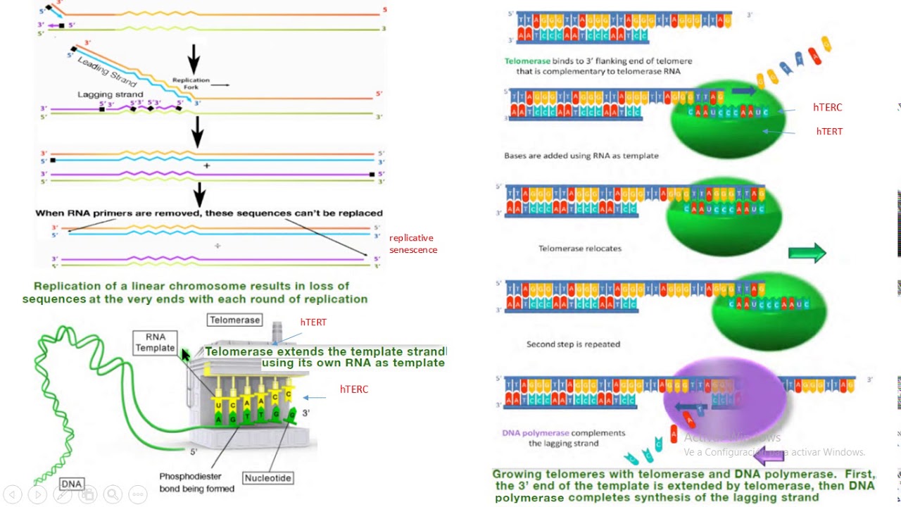 telómero telomerasa transcriptasa reversa biología molecular biology ...