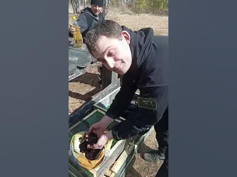 Посадки Сибирского кедра продолжаются! #shorts - YouTube