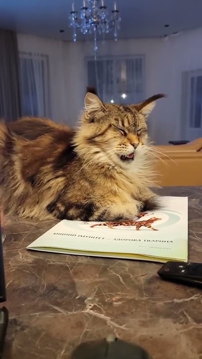 Мейн-кун — огромный котик #naukot #insects #animals #cat #nature - YouTube