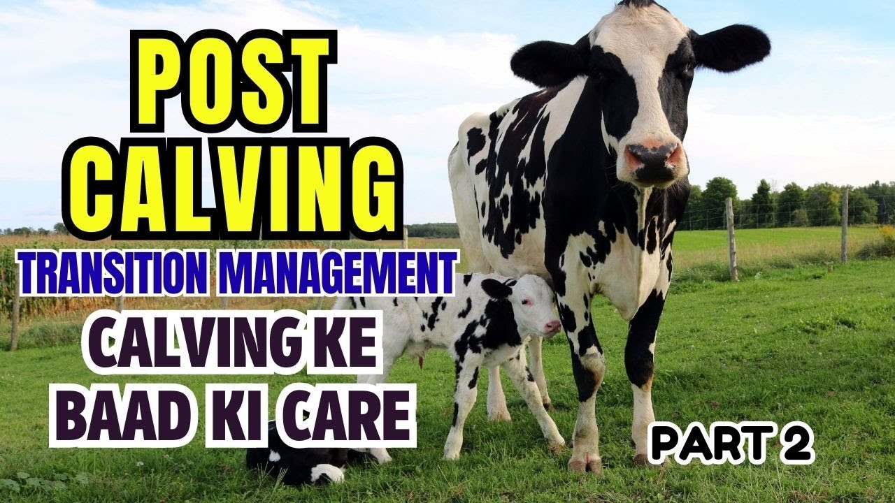Post Calving Transition Feeding & Management | Use of Anichol RPO & Sel ...