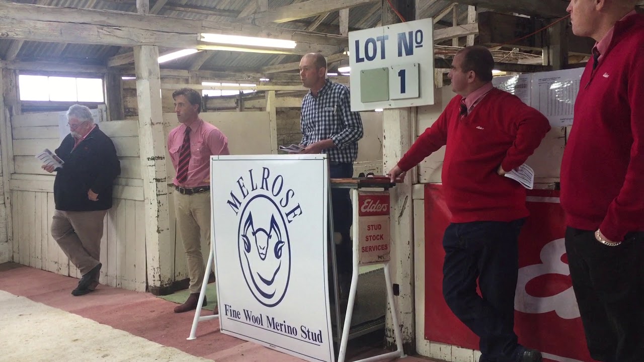 Melrose ram sale kicks off - YouTube