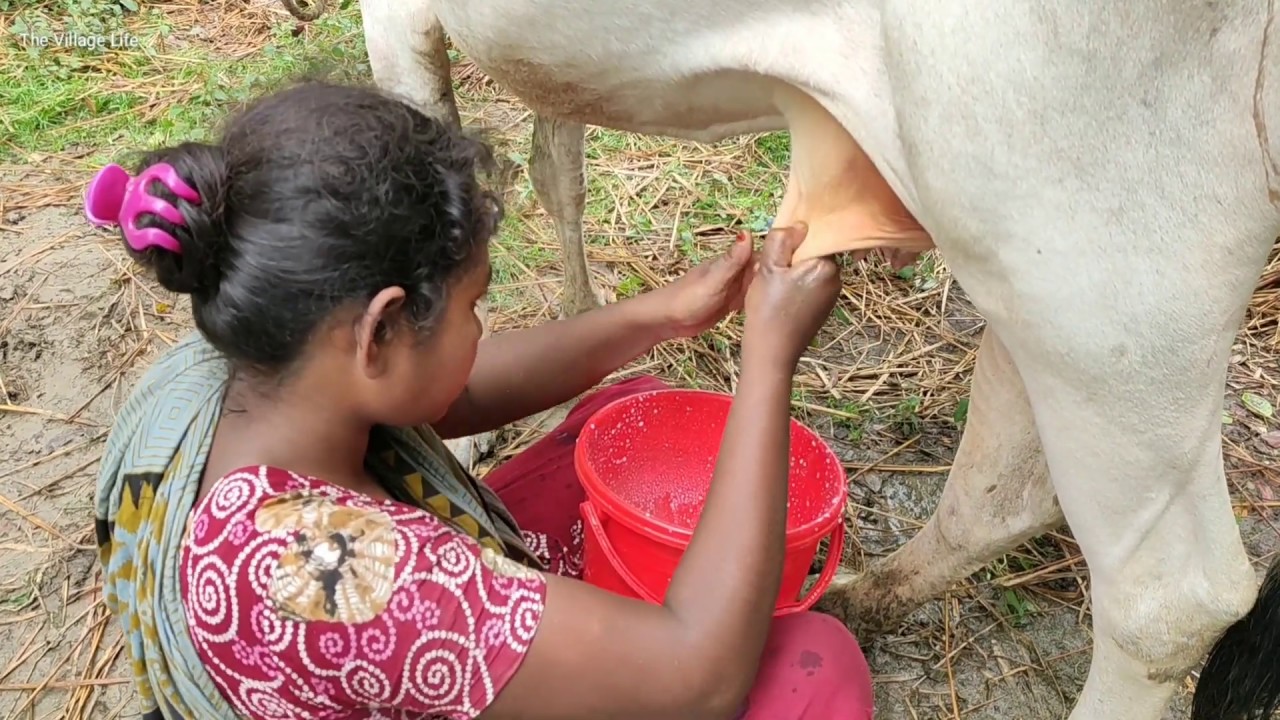 Village Women Cow Milking Skill। Amazing Buffalo Milking Skill By Women