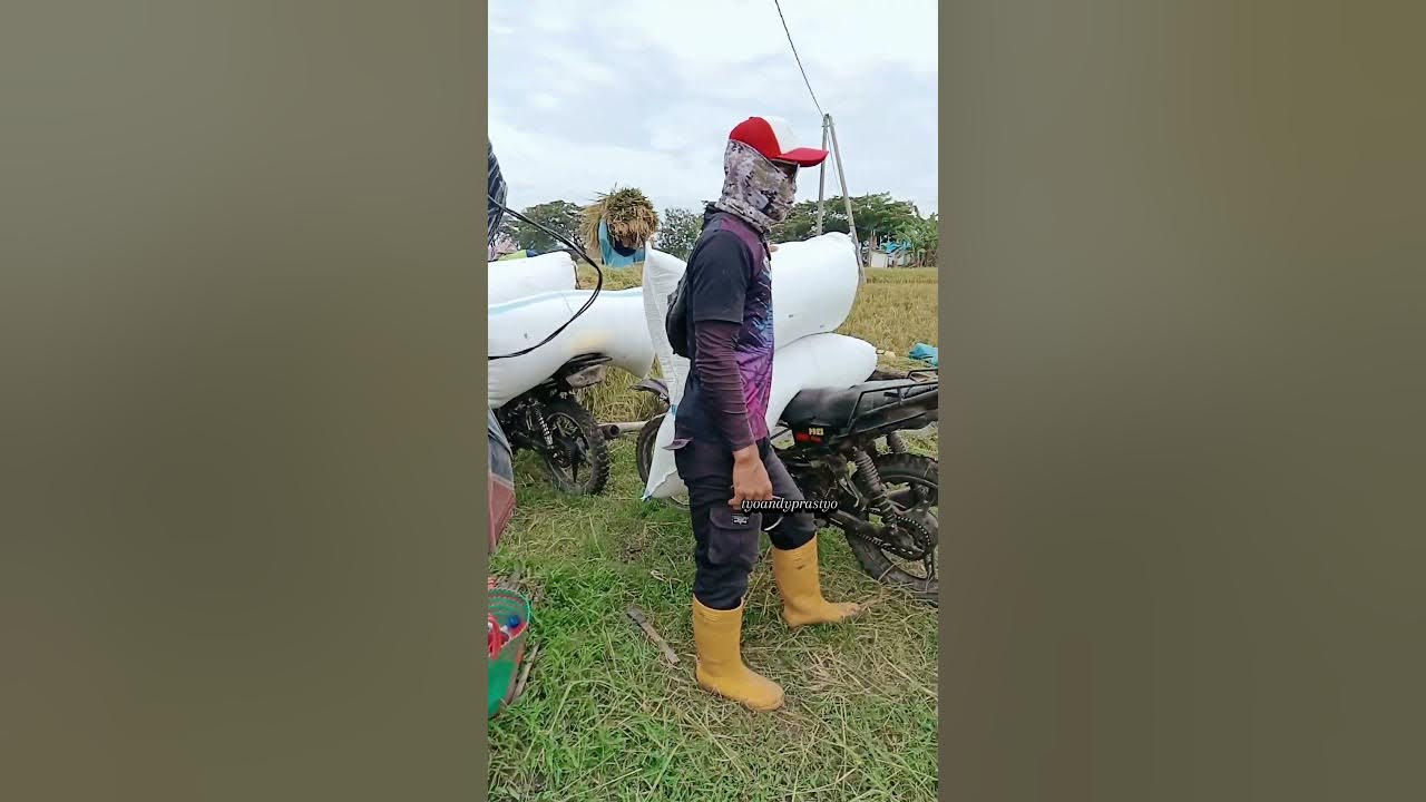 Ngombin padi ambruk #trendingshorts #ojekgabah #ojekgabahngawi #ojeksawah #sawah #combine - YouTube