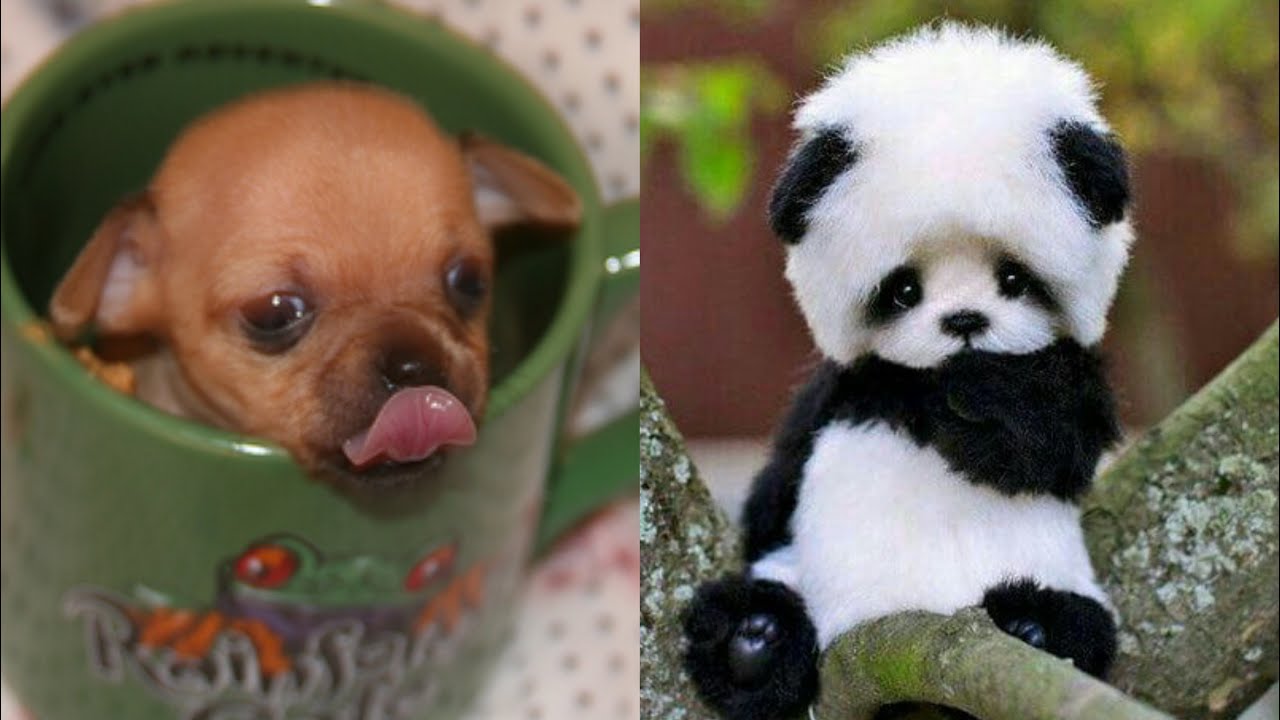 CUTE BABY ANIMALS VIDEOS, CUTEST MOMENTS COMPILATION - YouTube