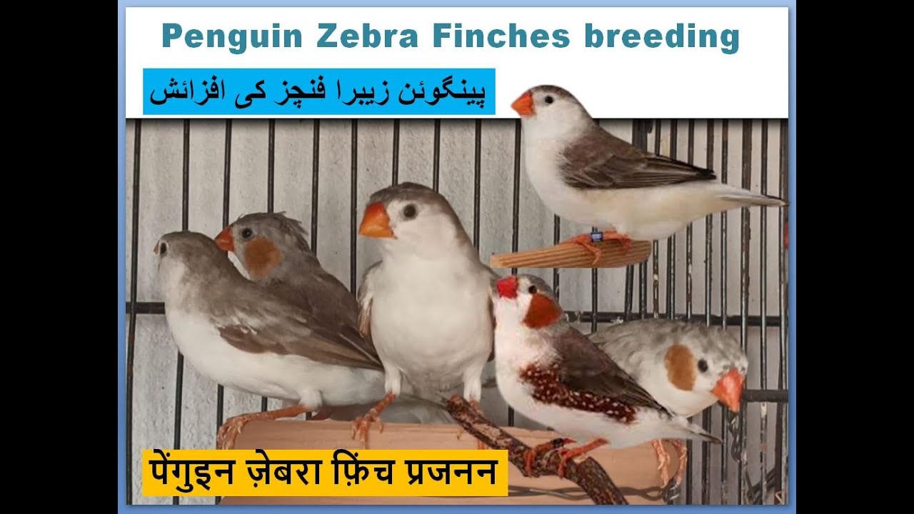 Penguin Zebra Finches separate breeding setup| Finches | birds breeding ...