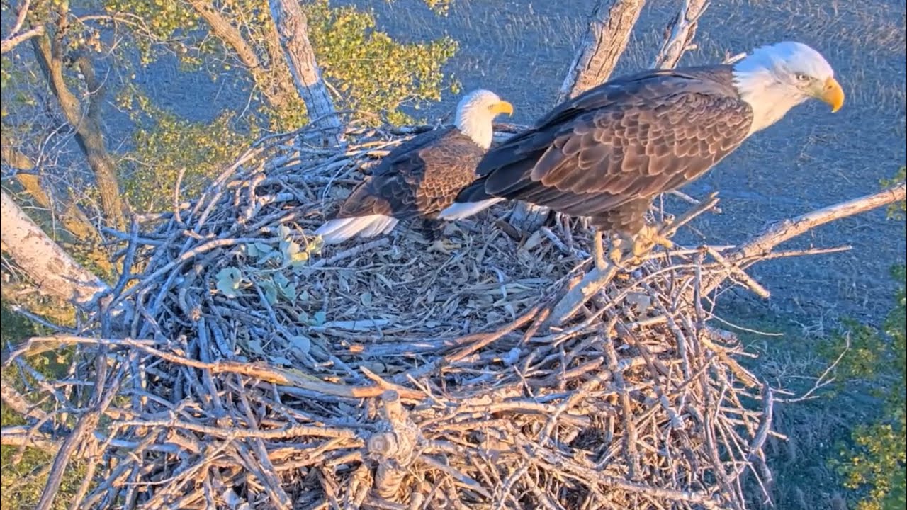 Kansas Eagles 10-24-24. The Kansas Bald Eagles Cam is Live with Harvey ...