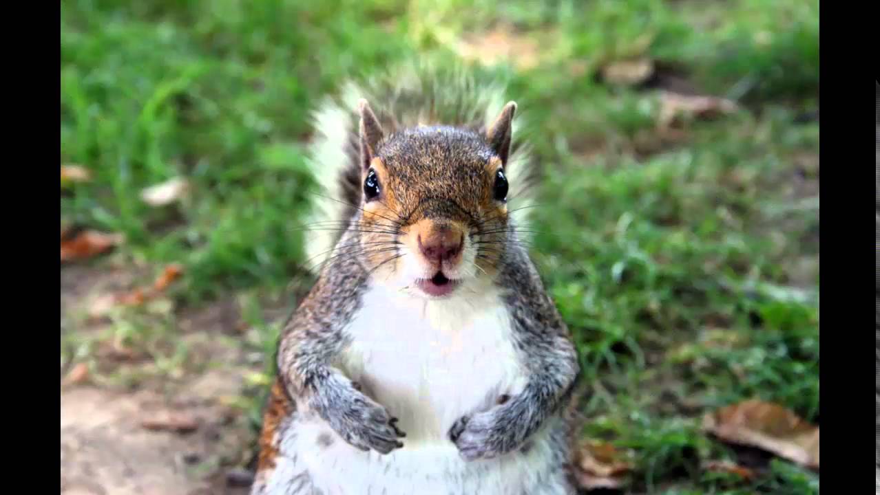 Happy National Squirrel Day! - YouTube