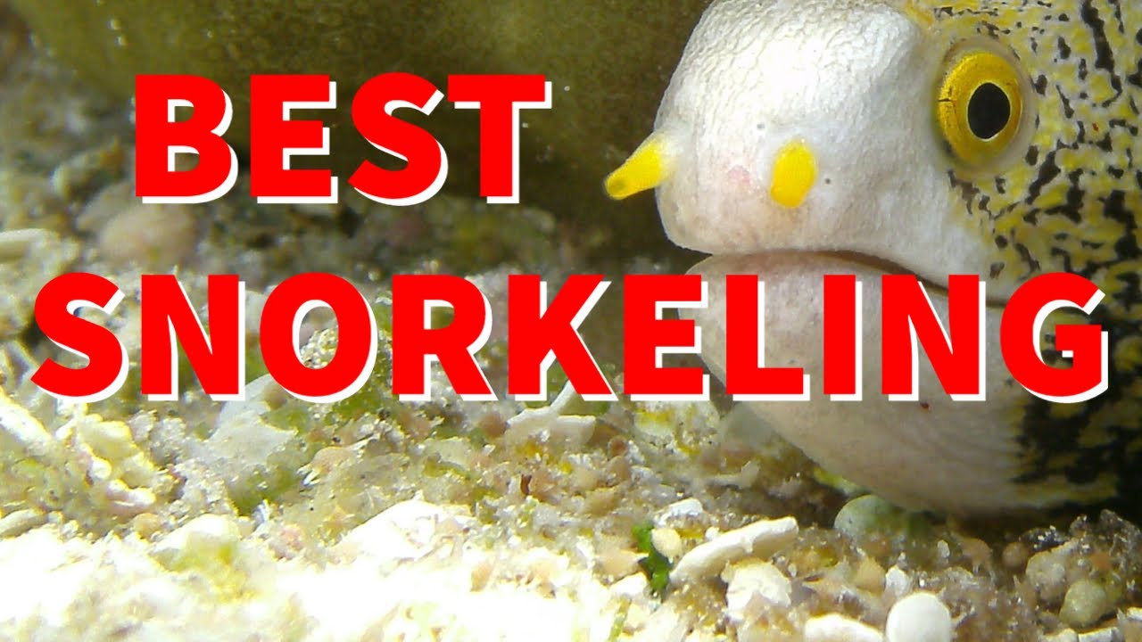 Snorkeling & Octopus Catching in Guam! - YouTube