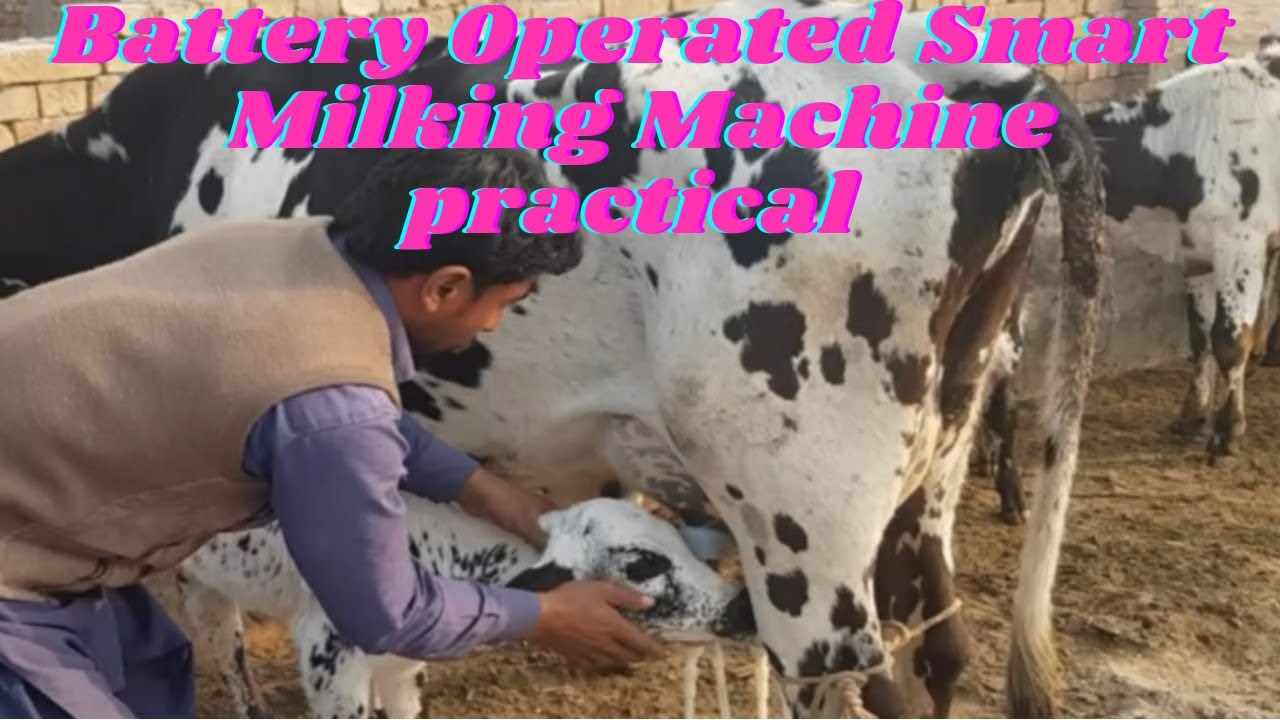 Battery Operated Milking Machine for cow Practical Video II Pak Milking ...