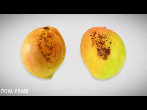 Mango Harvesting Machine How to Mango Picking Mango Farm Agriculture ...