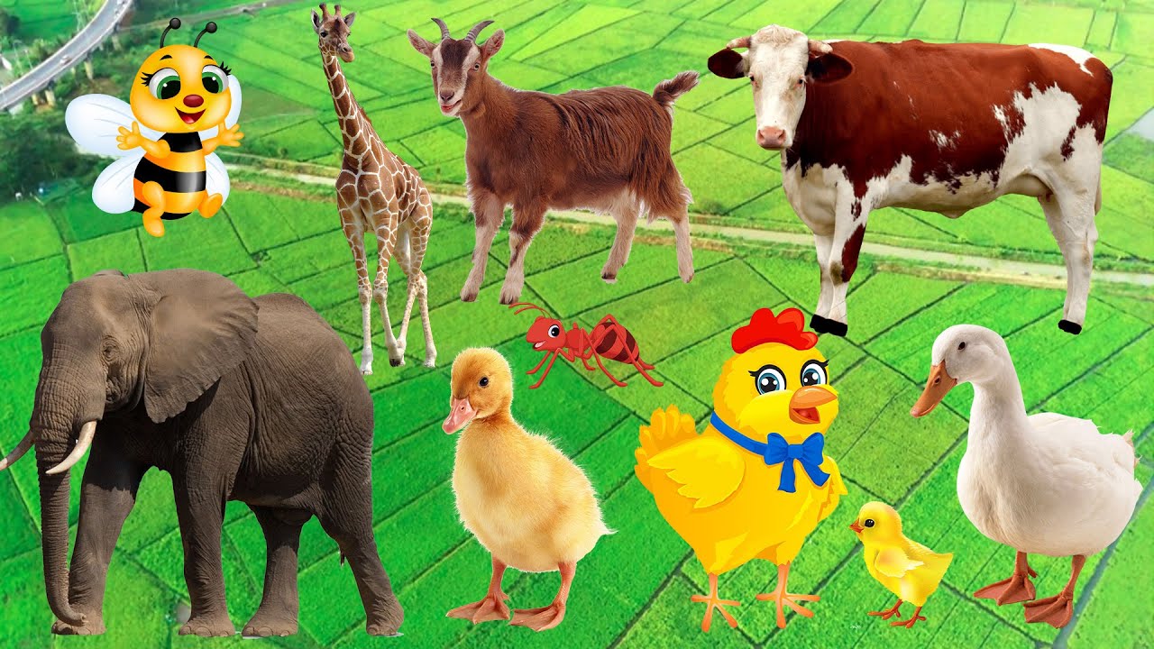 Lovely Animal Moments: Cow, Giraffe, Sheep, Goat, Bee, Cat, Chicken ...