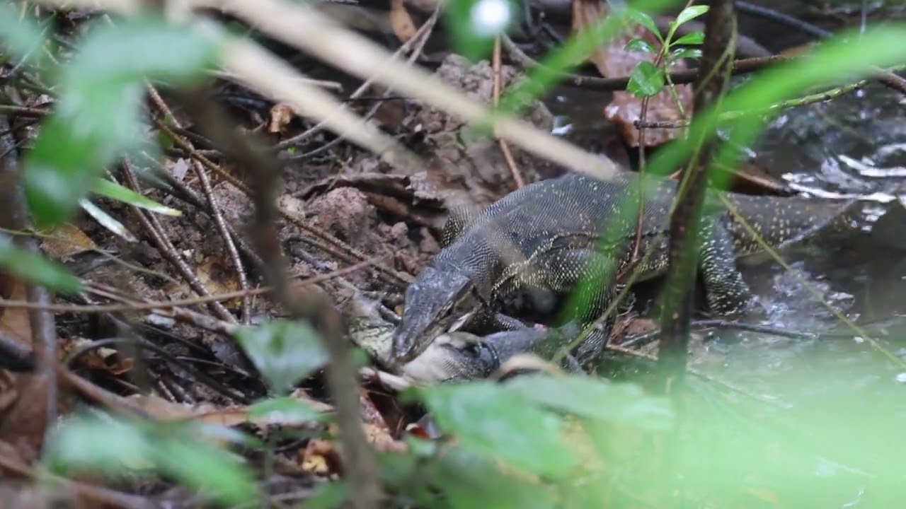 Cannibalism: Malayan Monitor Lizard - YouTube