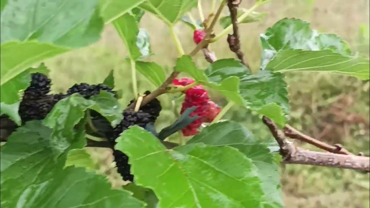 Mulberry Picking (Southern California, Chang Mai 60 & Alfonso Varieties ...