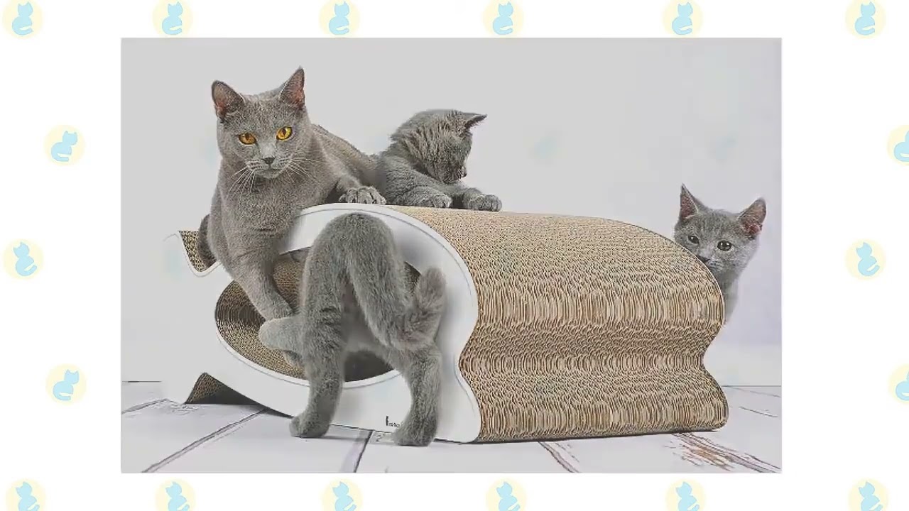 Guide to Basic Cat Training: Tips and Tricks for New Cat Owners.l ...