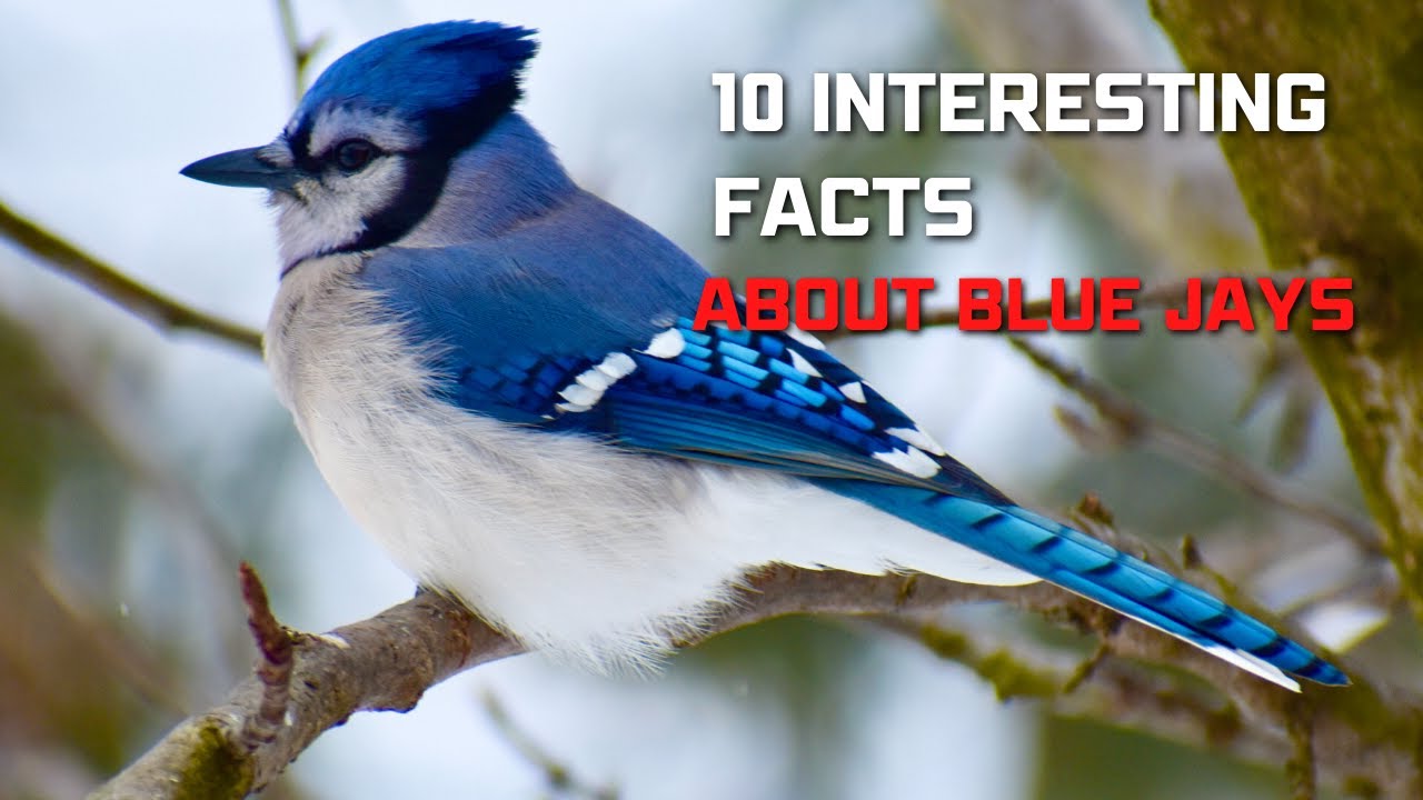 10 interesting facts about Blue Jay Bird | #AnimalsandPets - YouTube