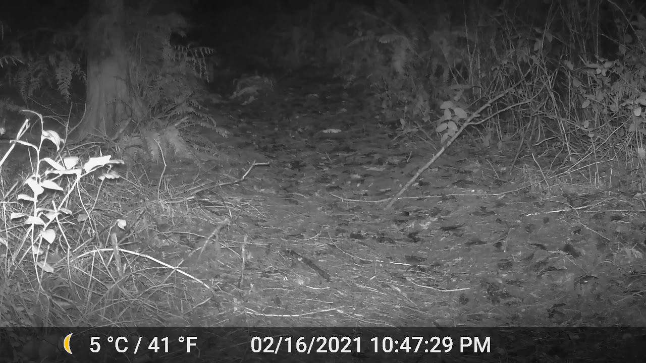 Humboldt's flying squirrel Oregon Coast. Animal Tracking with Mark ...