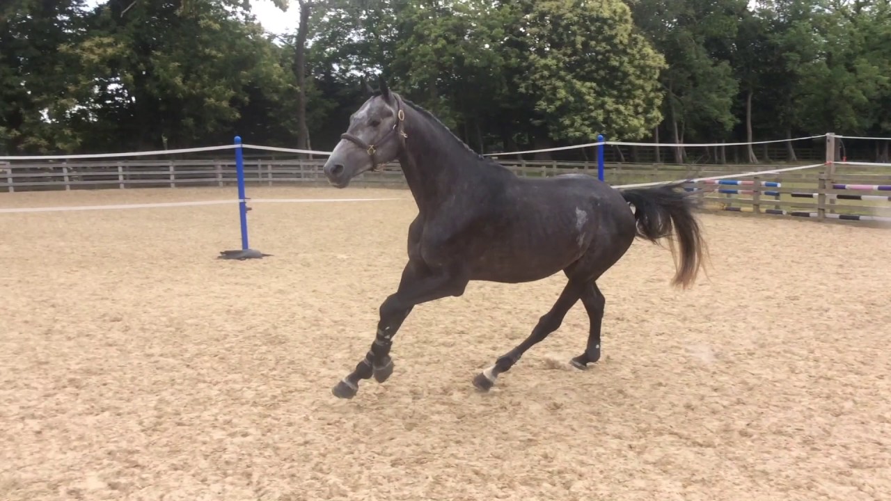 2013 Grey Stallion by Calido X Contendro - YouTube