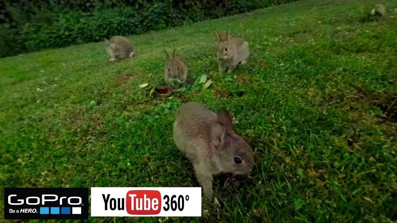 GoPro Fusion 360 VR Video - Wild Rabbits in Germany - YouTube