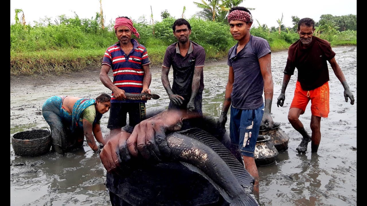 Asian Traditional Fishing। Fishing By Village People। Best Fishing ...