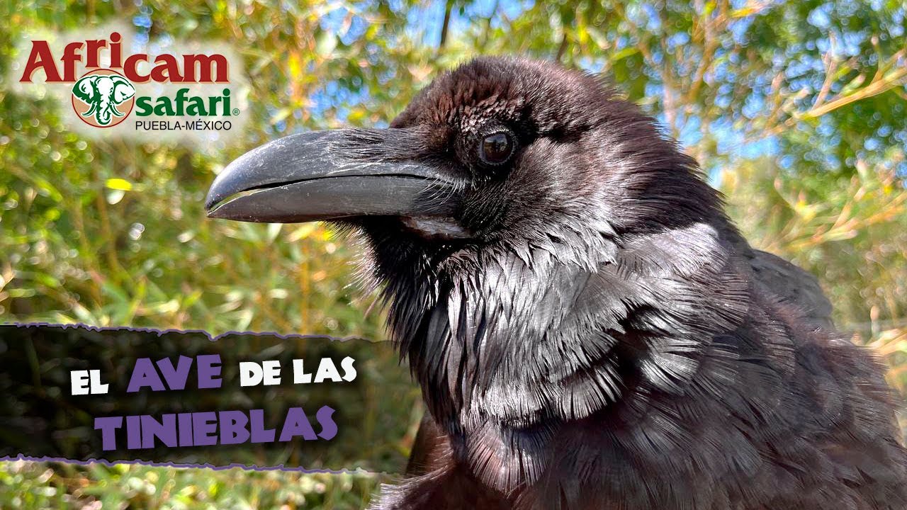 La sorprendente inteligencia del cuervo en Africam Safari con Gregory ...
