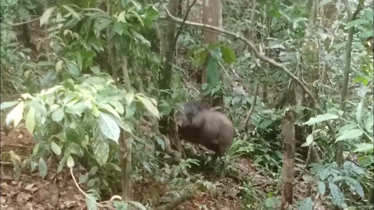 lagi lagi raja babi kena jerat - YouTube