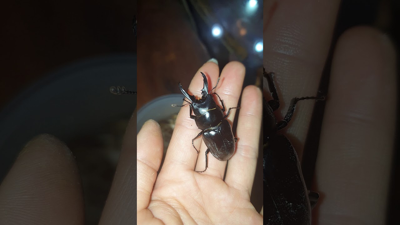 The world's rarest and most expensive beetle - YouTube