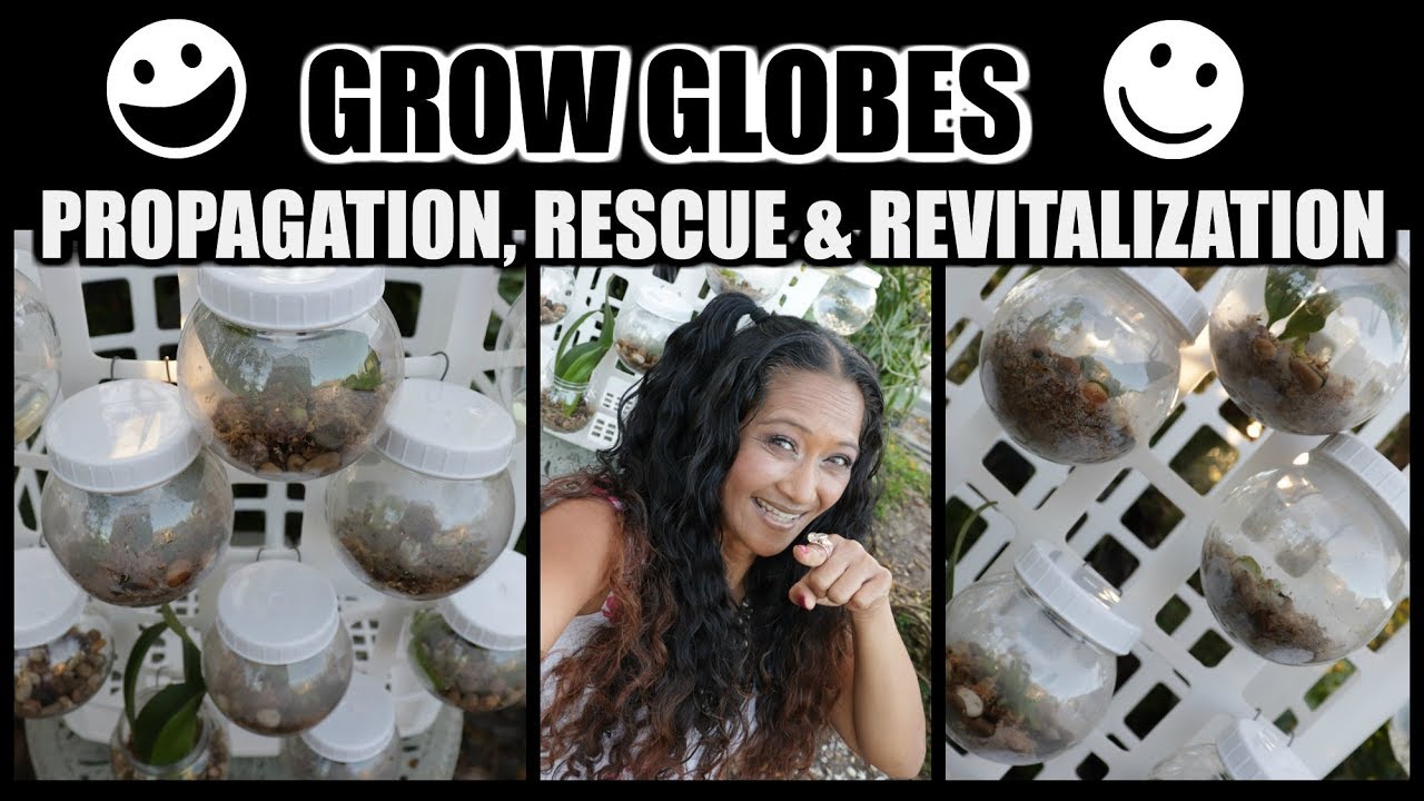 GROW GLOBES - Propagation, Rescue & Revitalization of Orchids/Plants ...