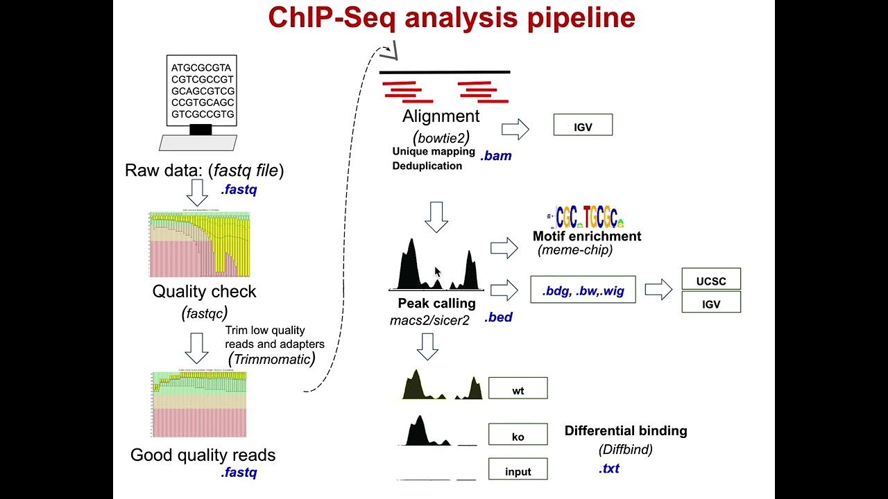 ChIP Seq analysis pipeline - YouTube