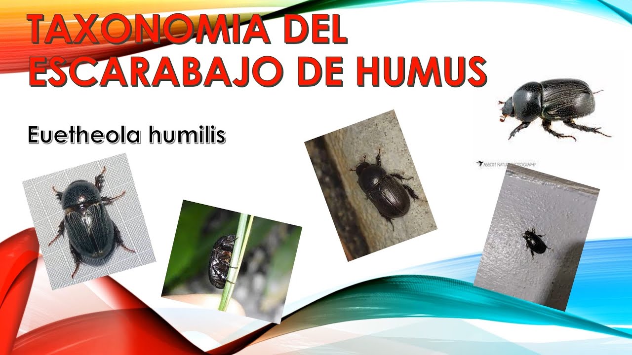Taxonomía del Escarabajo del Humus (Euetheola humilis). Grado noveno ...