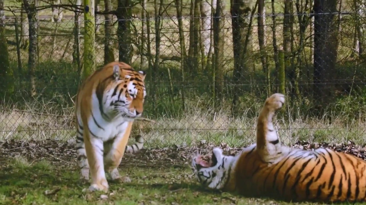 " LONGLEAT CATS " - A WALK ON THE WILD SIDE - YouTube