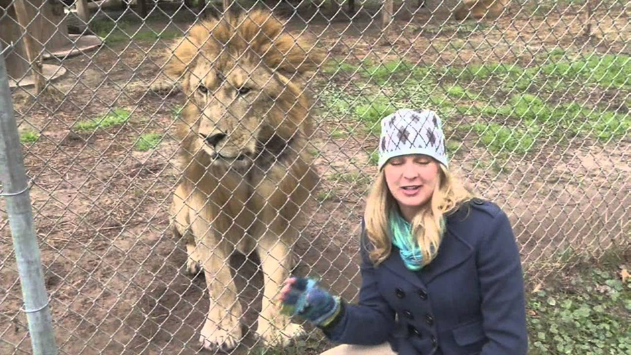 Lion Attacks News Reporter - YouTube