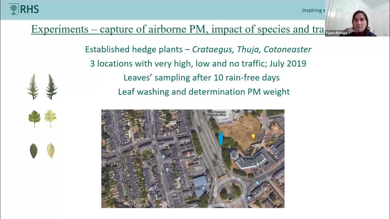 Hedges 9 Tijana Blanusa - YouTube