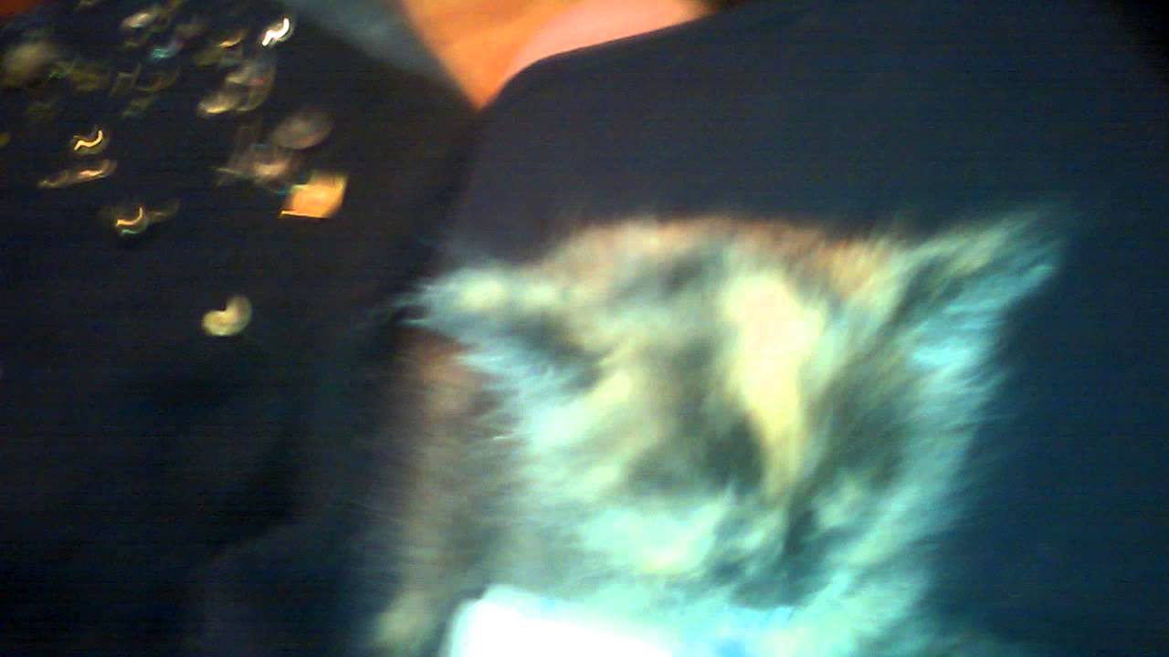 Diddle Bug - YouTube