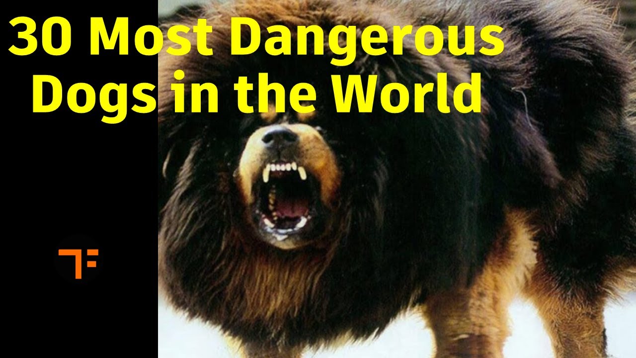 30 Most Dangerous Dogs in the World - YouTube