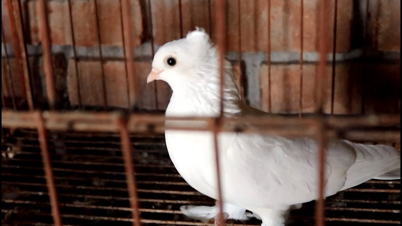 Amazing Fancy Pigeons HD | Beautiful Kabutar | Kabutar HD | खूबसूरत ...