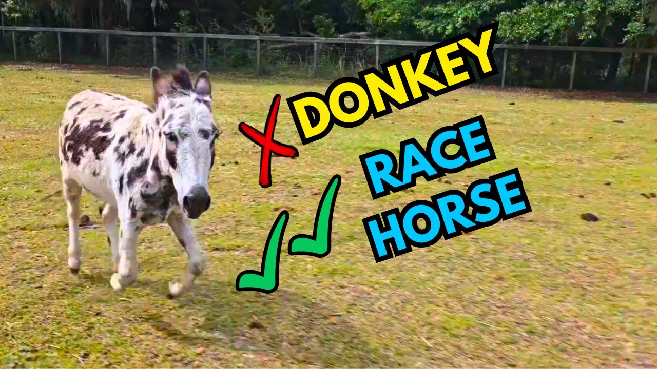 JJ the funny donkey running full speed video || Donkey funniest moments ...