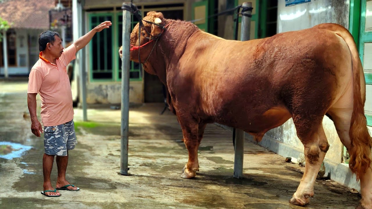 MIRIP SAPI LIMOUSINE ASLI PERANCIS 🇫🇷🇫🇷🇫🇷 - YouTube