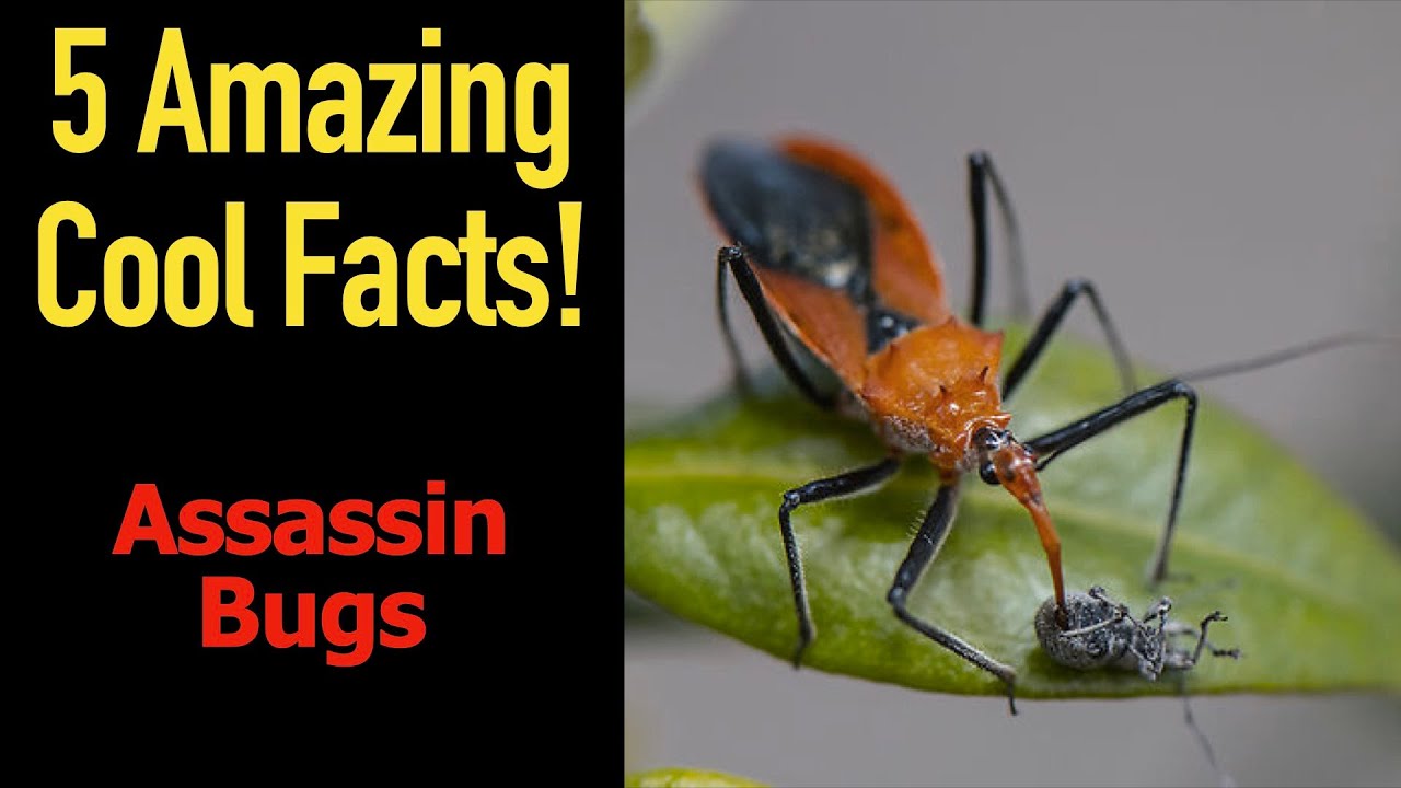 5 Fascinating Facts About Assassin bugs - YouTube