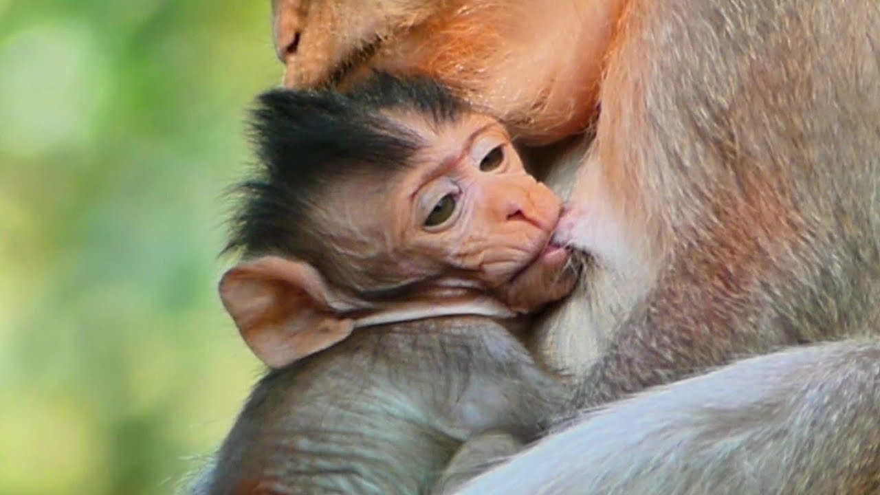 Sweetie Family's Animals Relaxing And Breastfeeding, Adorable Baby ...