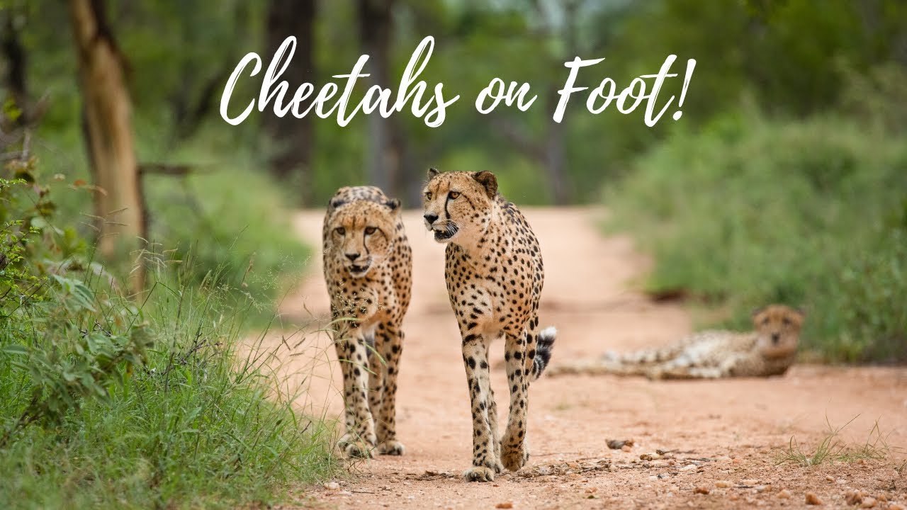 Encountering wild cheetahs on foot! - Awesome Sighting no.6 - YouTube