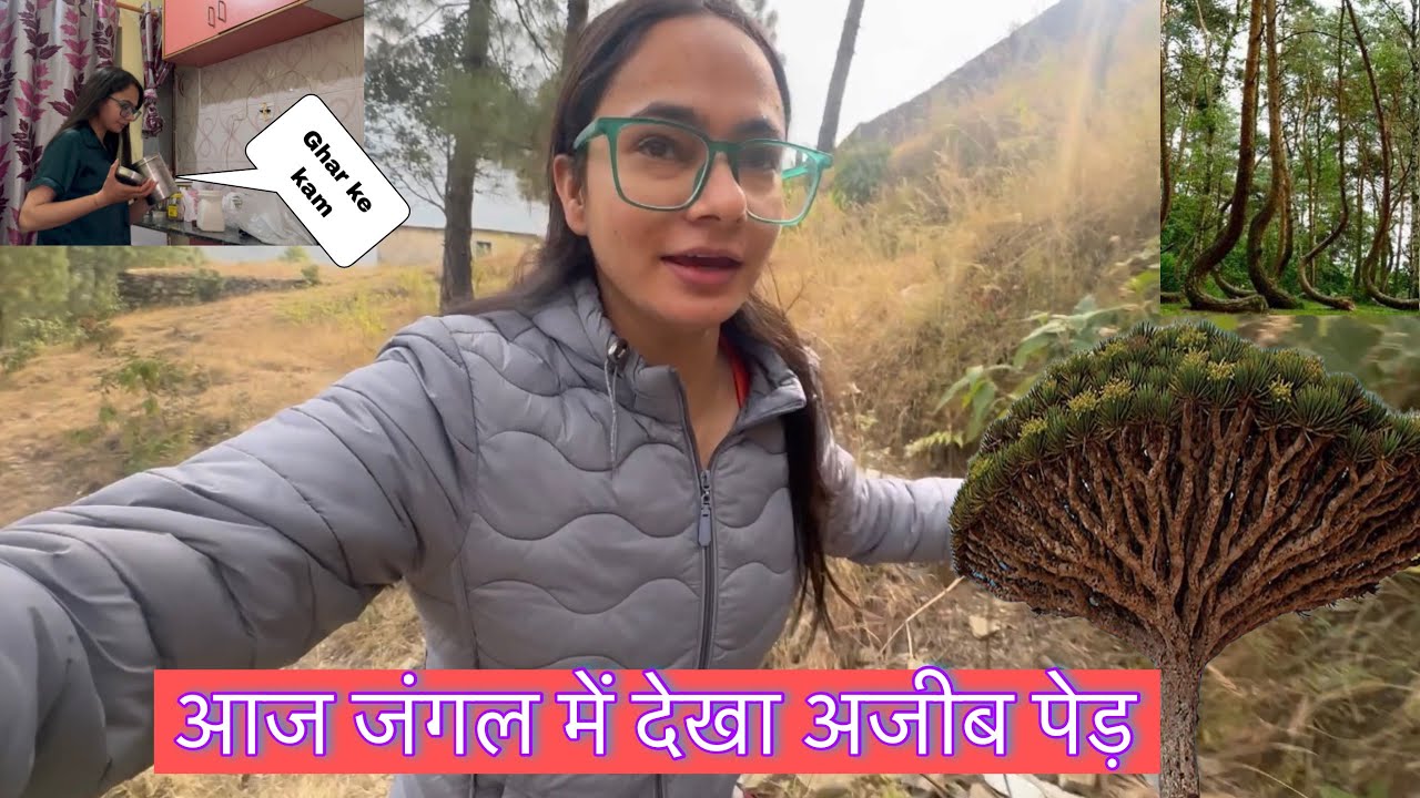 Pahadi jungle ke ajibo grib tree // pahadi tree #dailyvlog #pahadivlogs ...