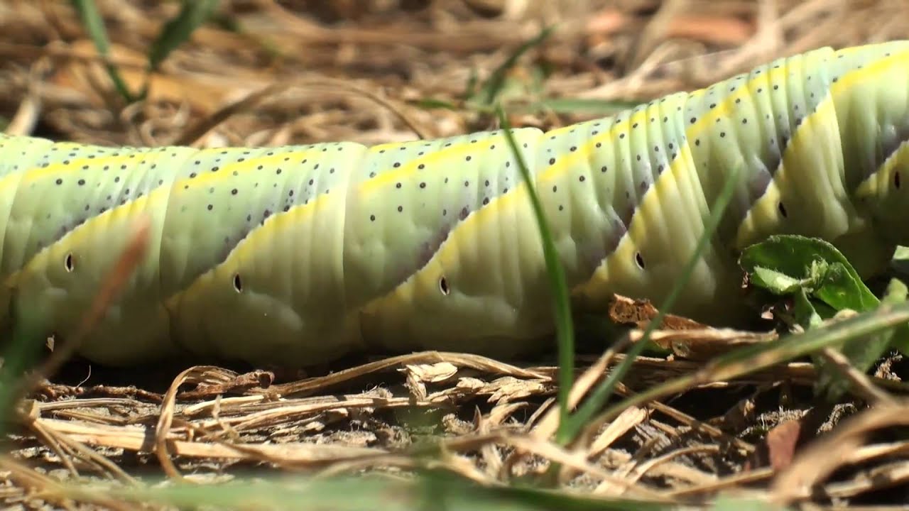 Chenille du papillon Sphinx Tête de mort filmée par André Marseul ...